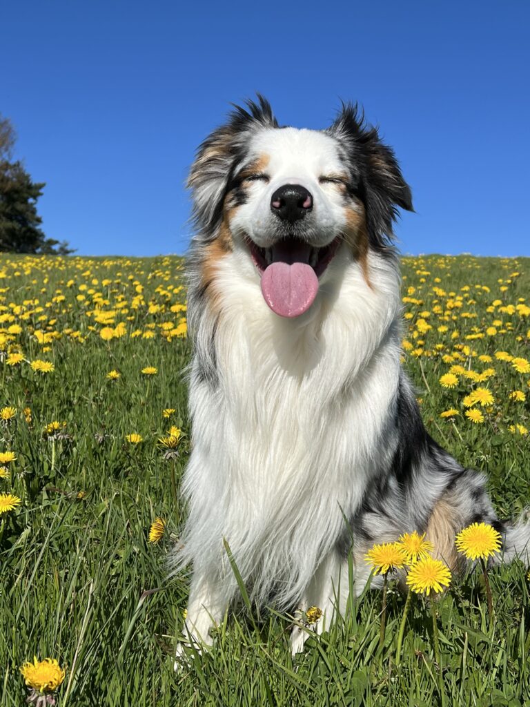 À propos du gîte - Lo Barri de Meyssouzac